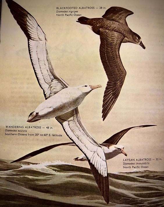 Wandering Albatross Tattoo